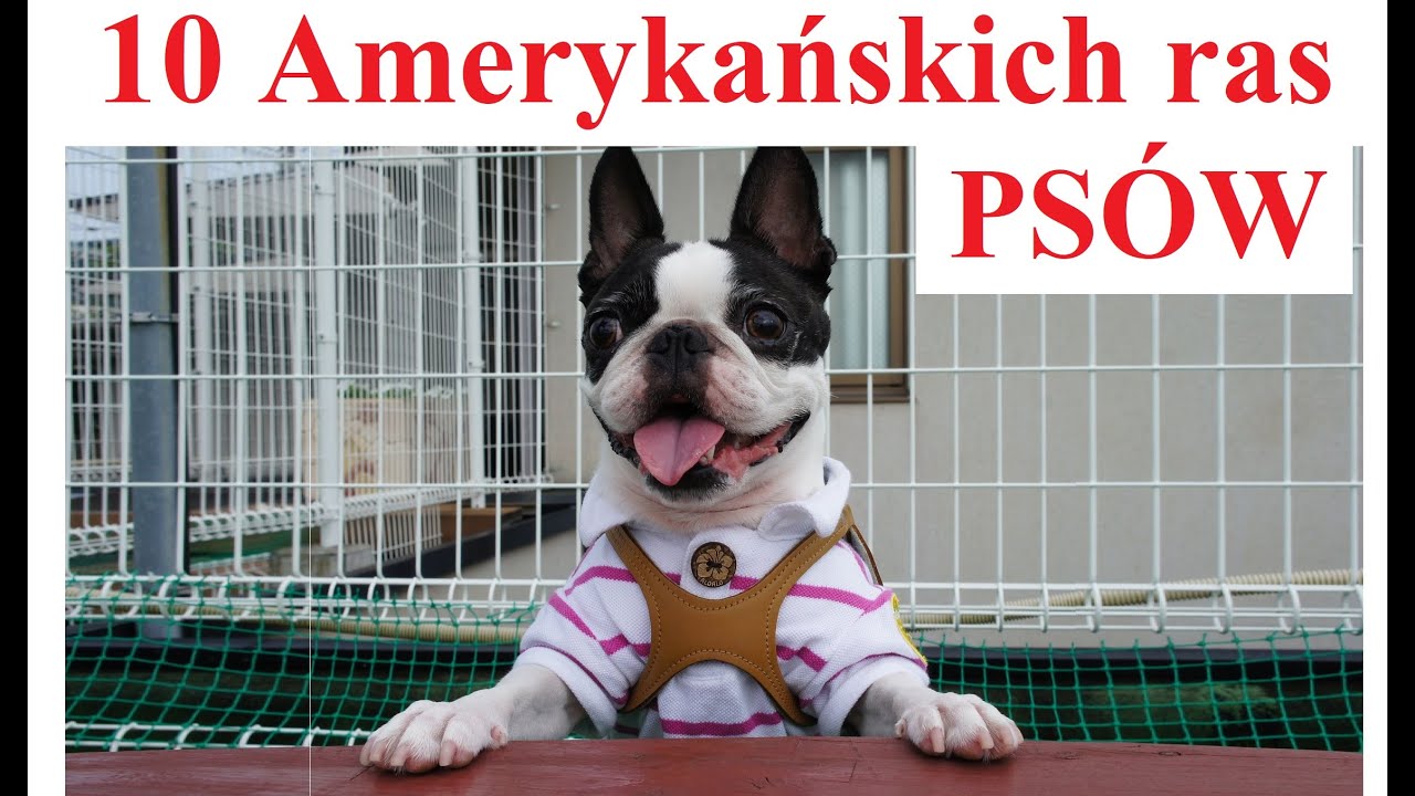 10 Amerykańskich ras PSÓW - YouTube