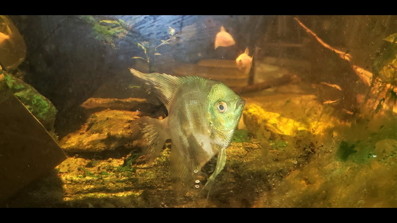 "Green Giant" Angelfish Gets A New Home (For Now) - YouTube