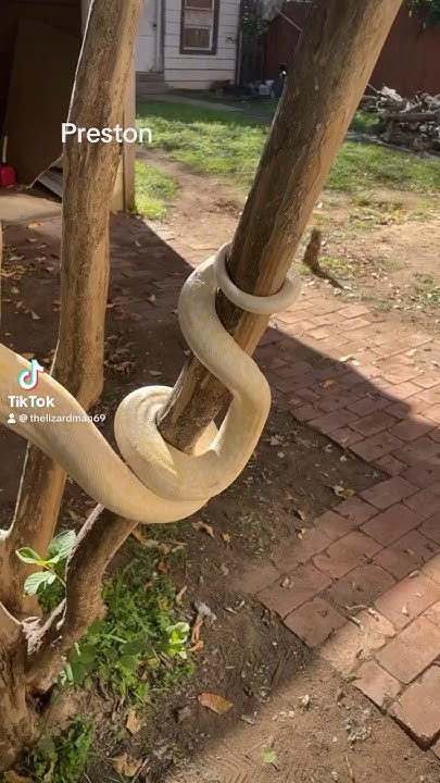 Preston is our 7 year old Burmese python getting his slither on#animal ...