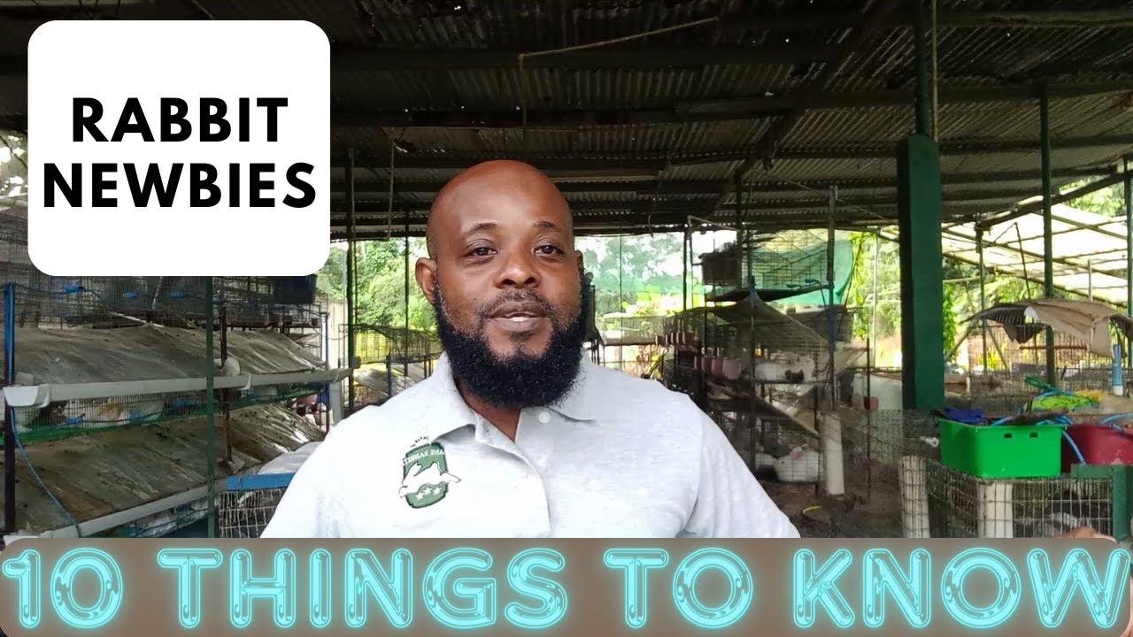 Trinidad Rabbit Farming - Rabbit Newbies (10 Things You Need to Know ...