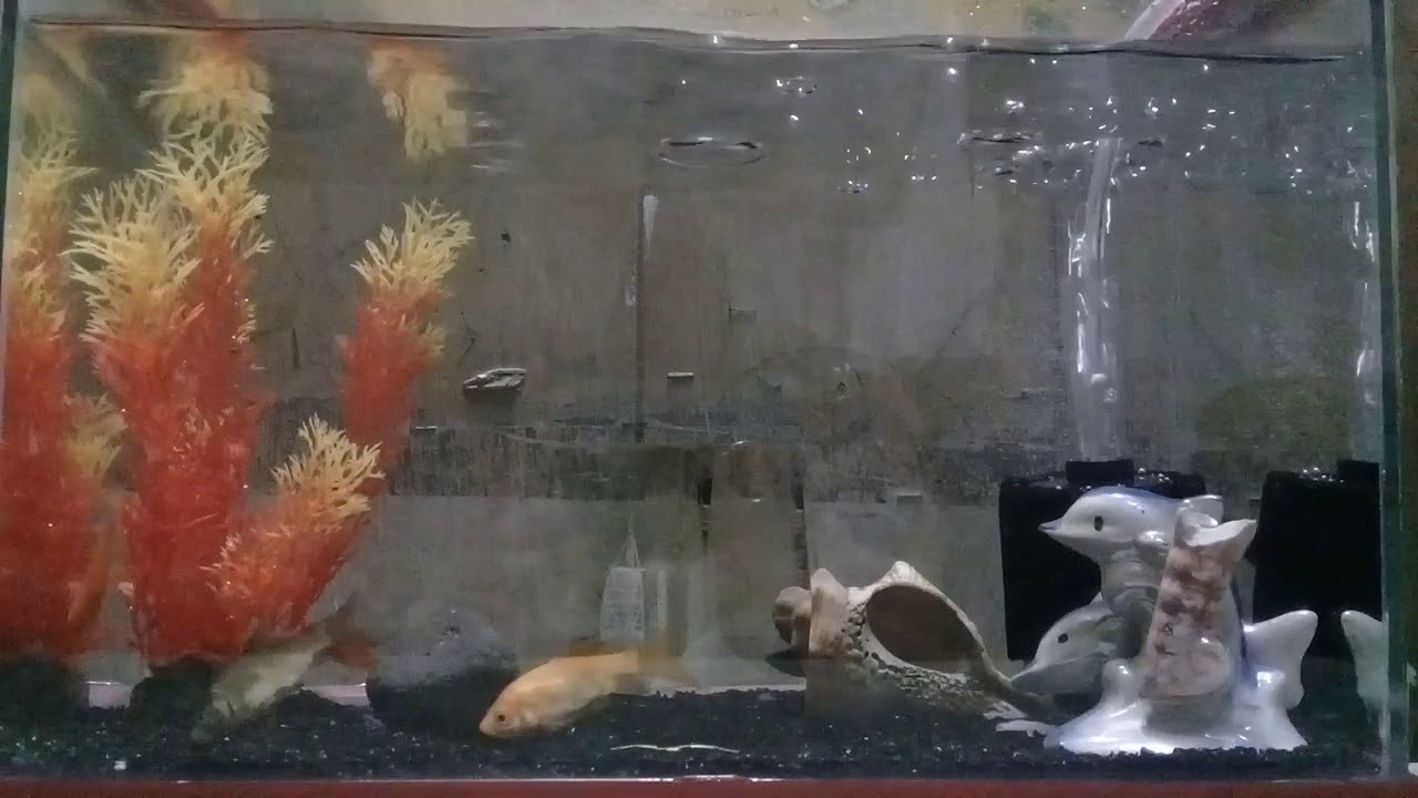 My First Fish Tank - YouTube