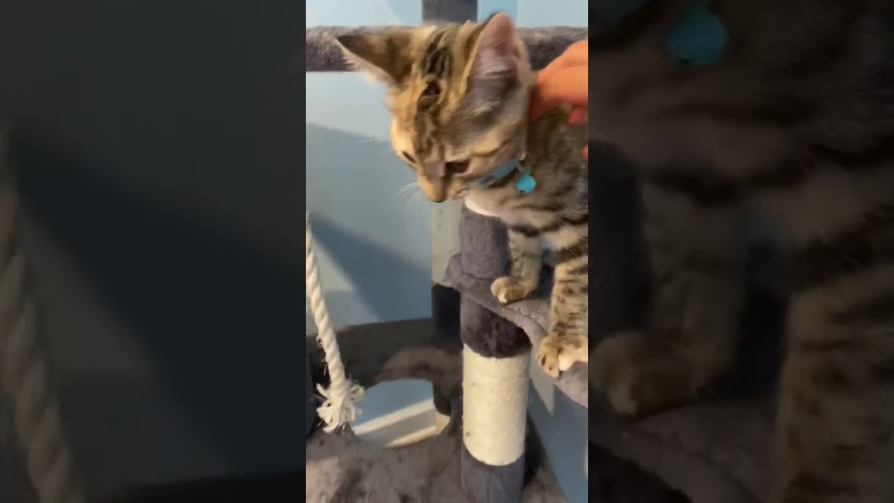 FFF Cat Video - YouTube