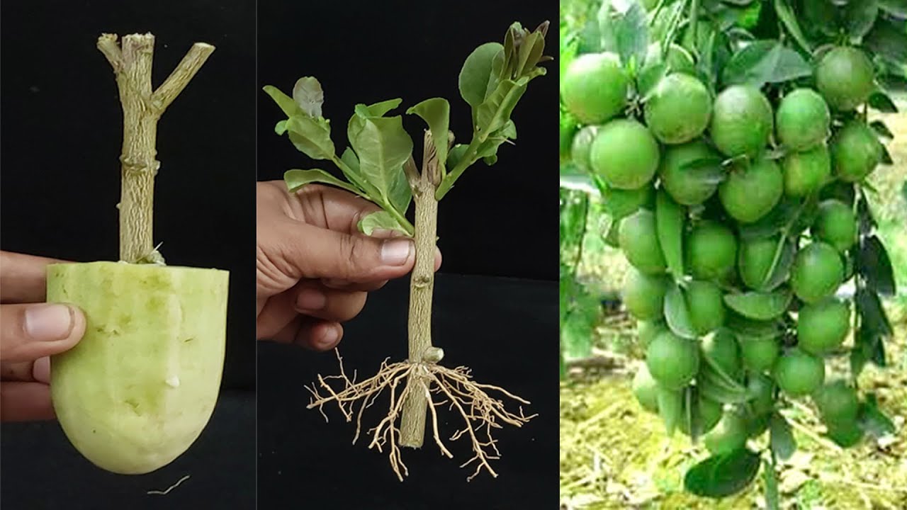 How To grow lemon Tree in a lemon branch with Cucumber!Easy method to ...