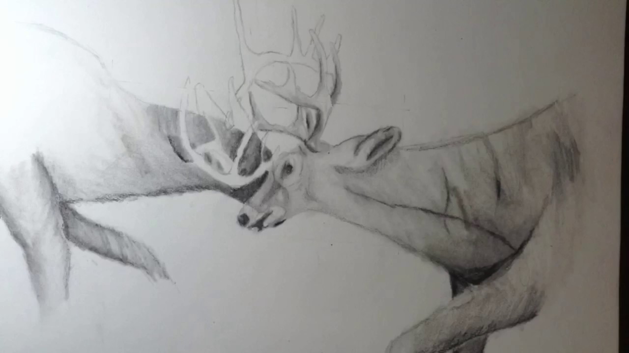 deer fight part 2 shading - YouTube