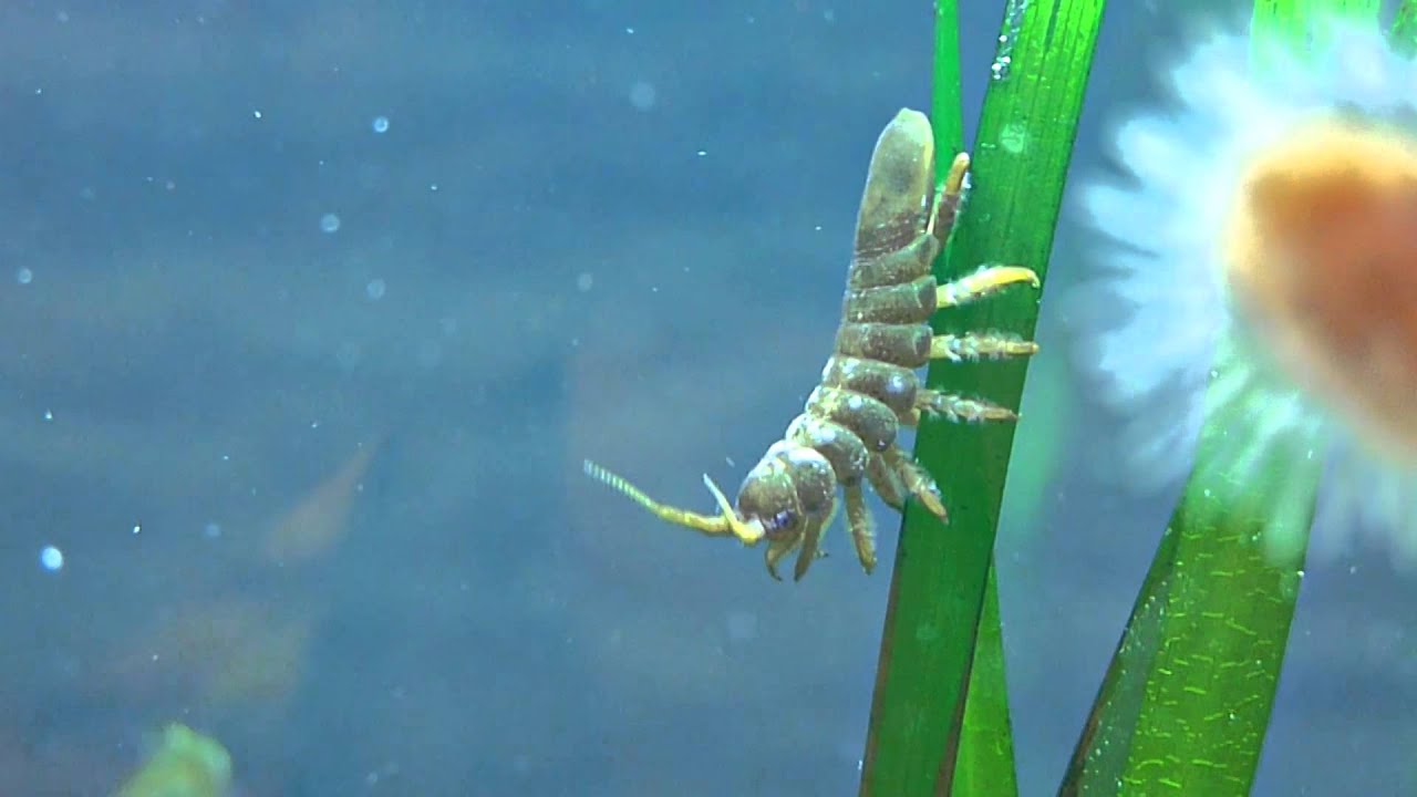 Rockweed Isopod - YouTube