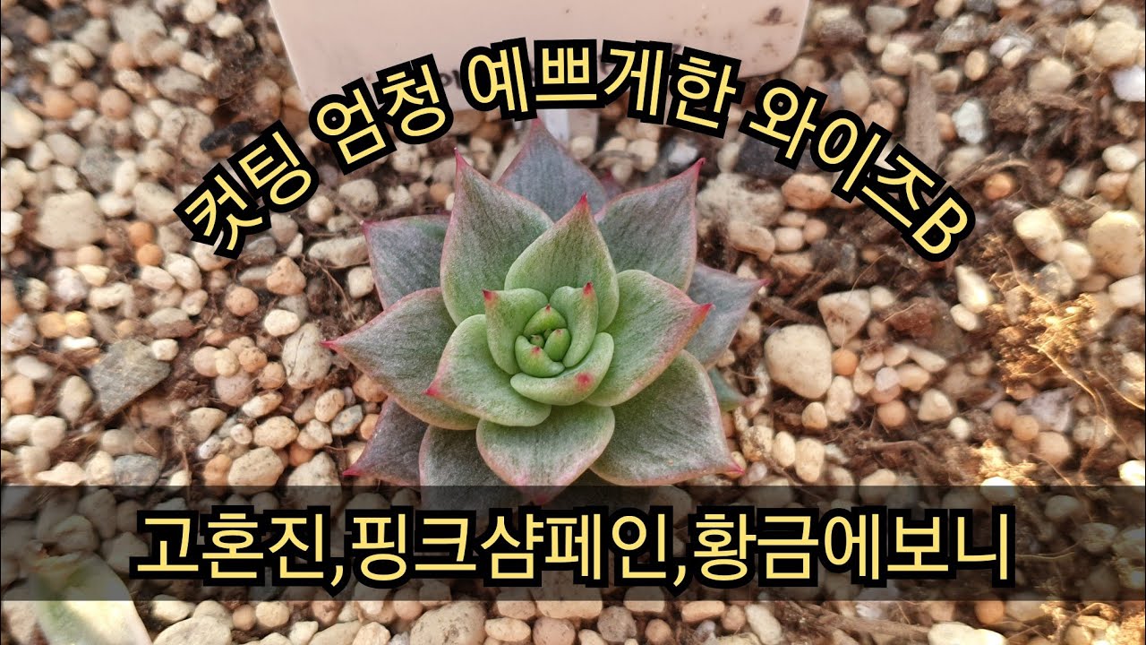 1월 13일 와이즈비타입고혼진등 예쁜 아이들 많아요 구경해보세요 다육 다육이금 다육이 다육식물 다육이키우기 금다육