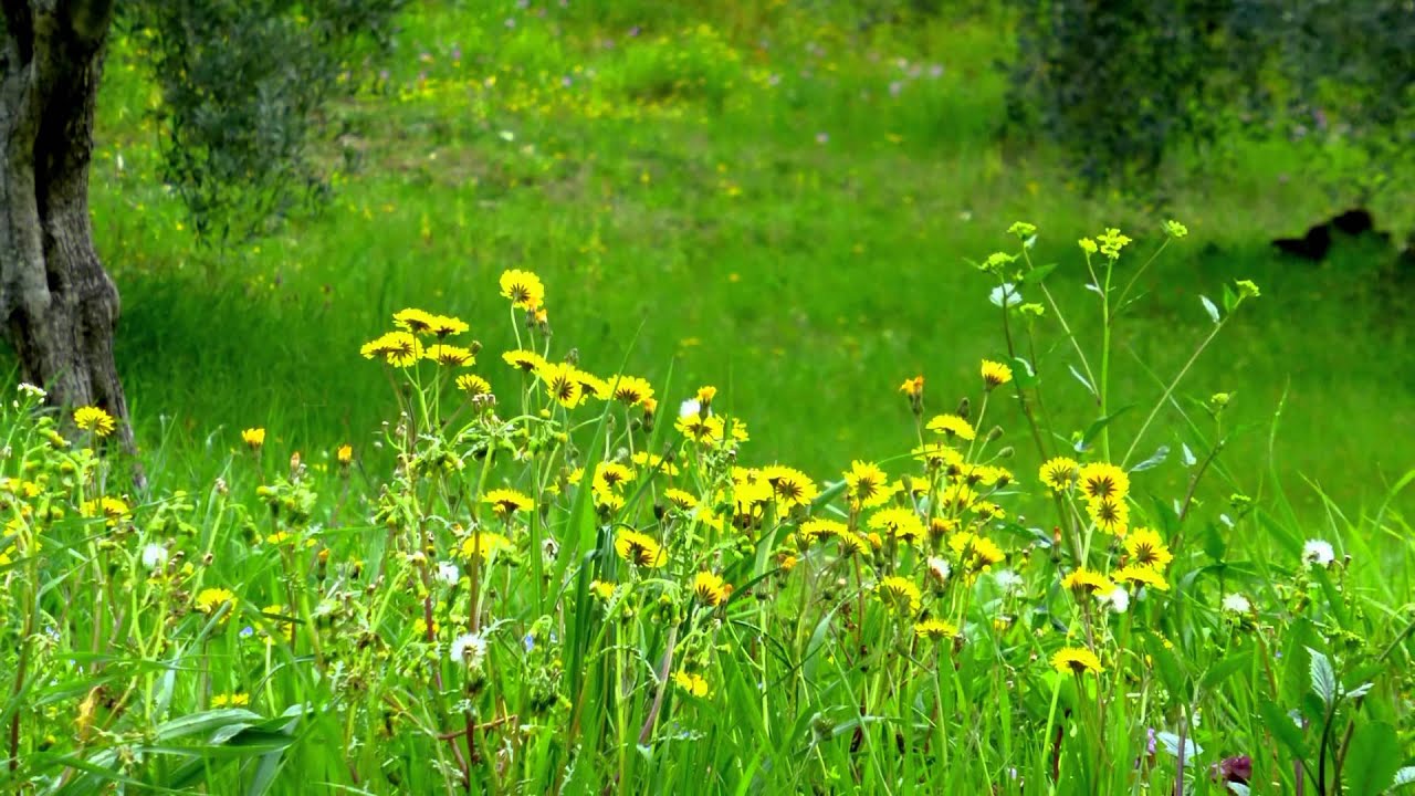 Primavera