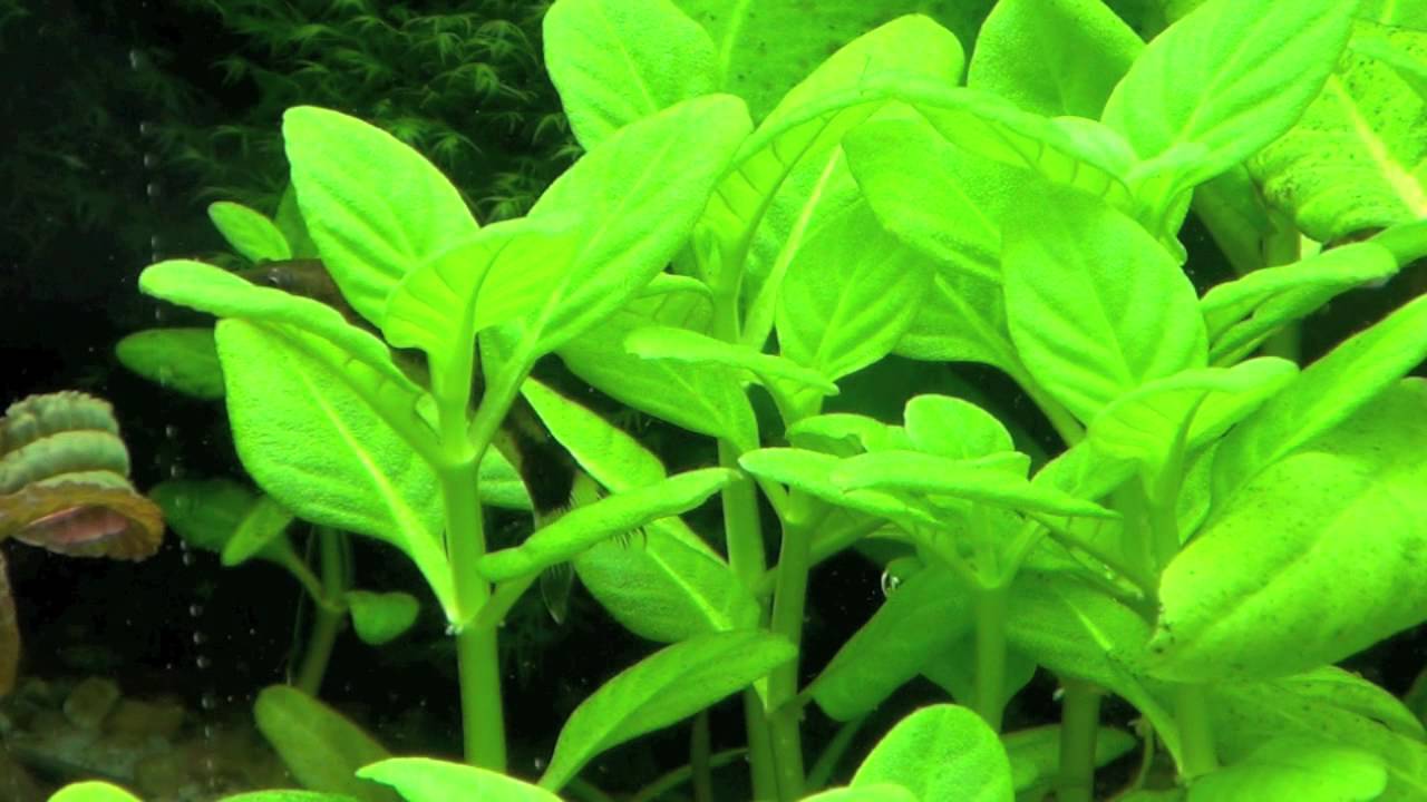 Limnophila rugosa - YouTube