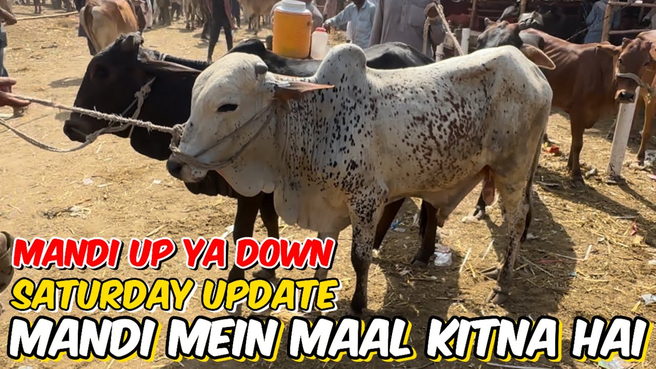 Lahore Mandi mall Kitna Hai? | Mandi up ya down | qurbani 2024 shahpur ...