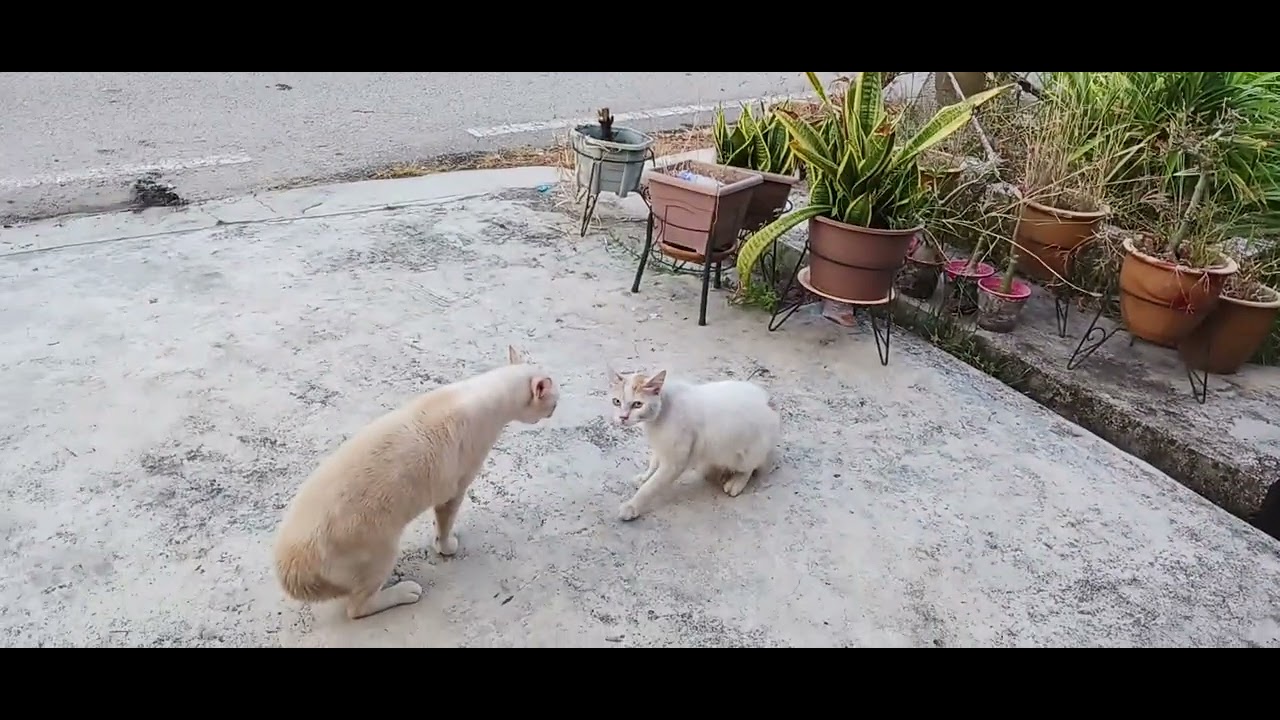 Funny and surprising act of 2 cats quarelling over teritory - YouTube