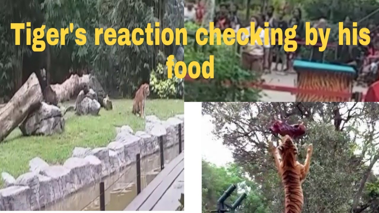 #Tiger's-reaction-checking-by-his-food /Tiger jumped high over to catch ...