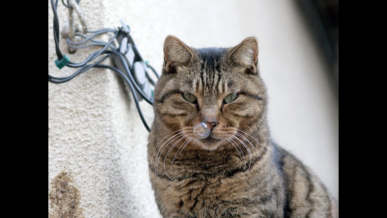 Funniest Animals 2023! Funny Pets and Cats Videos 😺🐶 Part 1 - YouTube