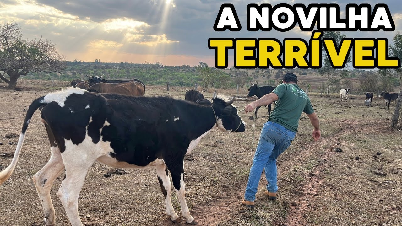ESSA NOVILHA ESTAVA APRONTANDO TODAS AQUI PELO SÍTIO. - YouTube