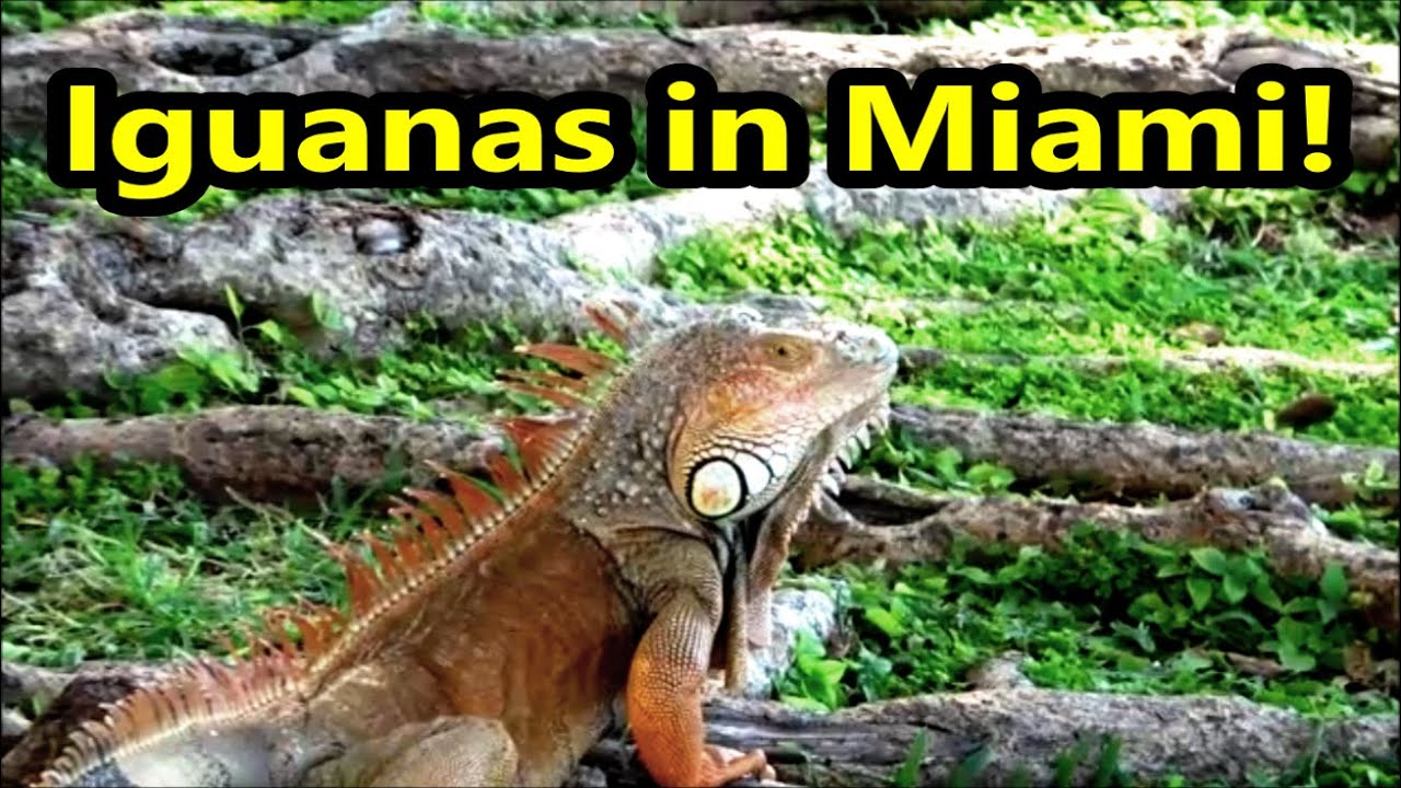 Amazing iguanas! The rare beauty of Florida, golden age Miami Florida ...