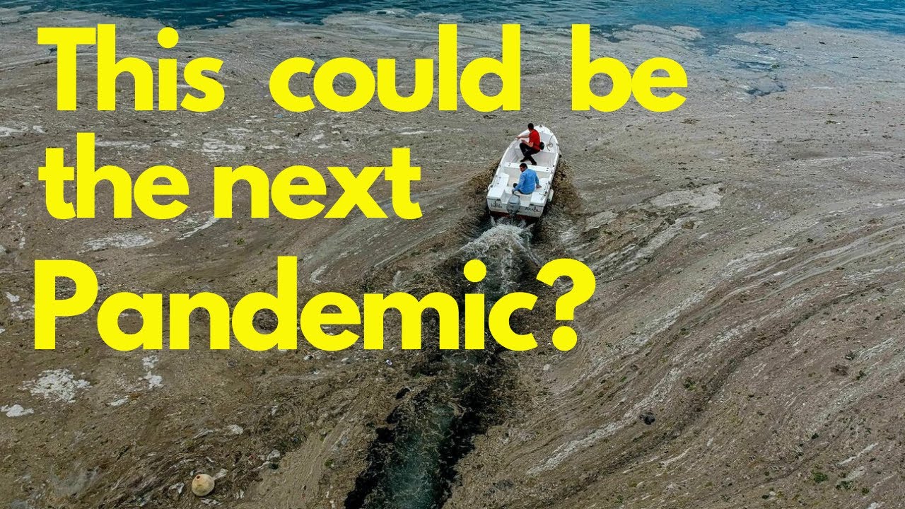 Marine Mucus | Sea Snots| Next Pandemic? | Turkish waters in Danger ...