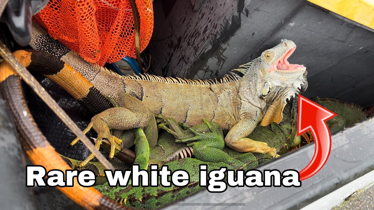 White Iguanas Galápagos Marine Iguana Hatching Season | Voyagers