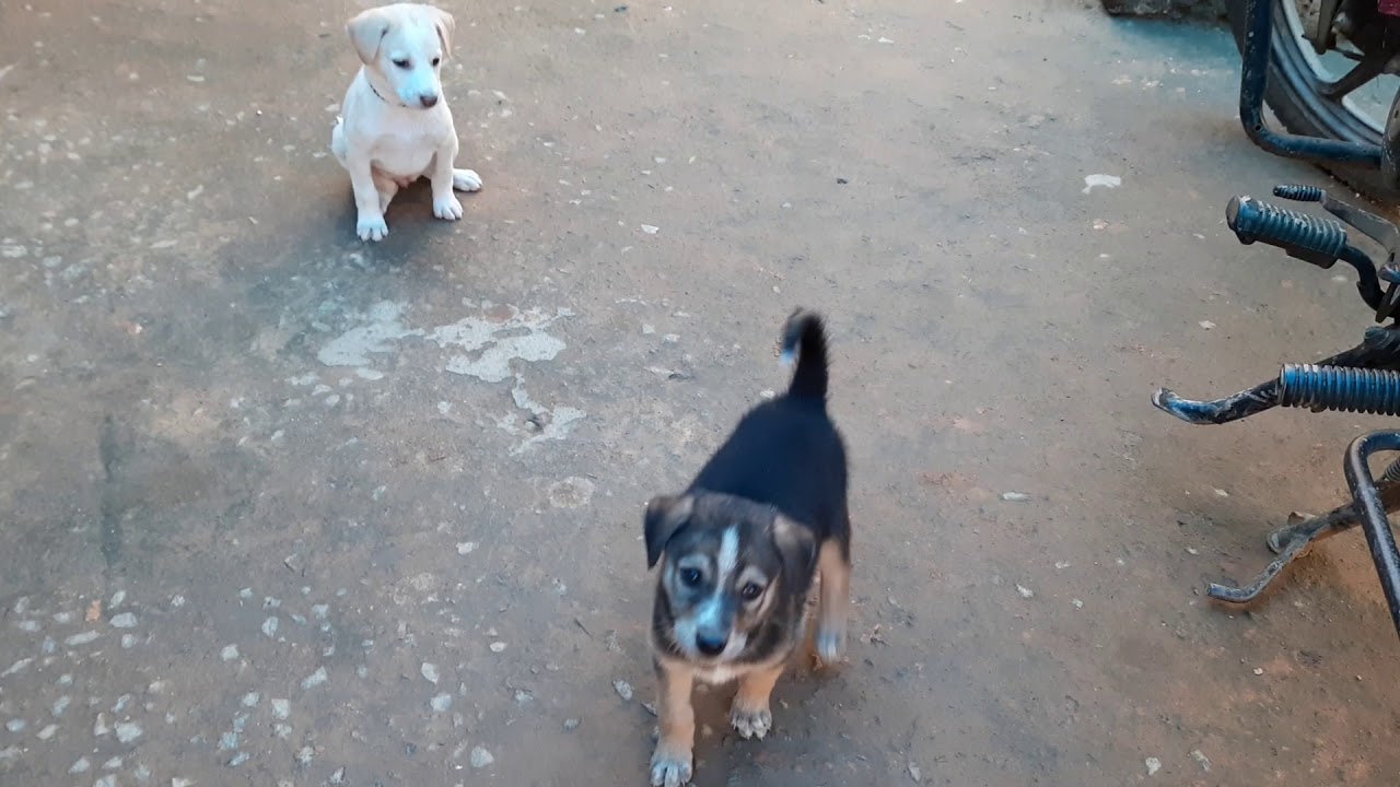 Nadan dog puppy training - YouTube