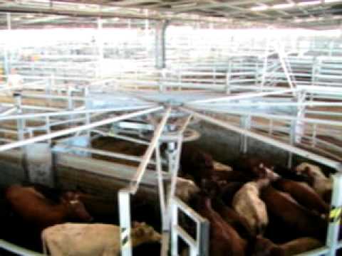 Muchea Sales Yards 1 - YouTube