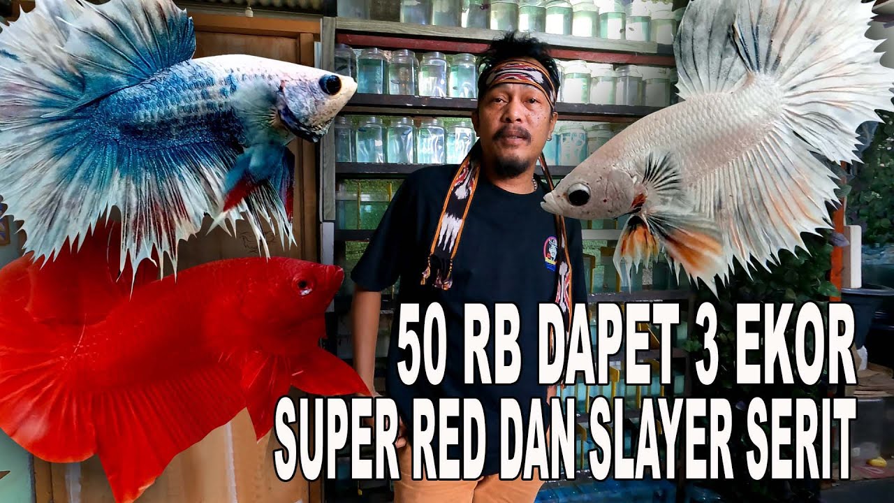 IKAN CUPANG SUPER RED 50 RB DAPAT 3 EKOR - YouTube