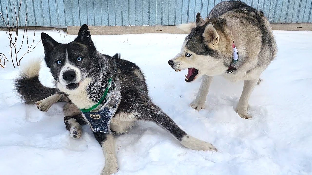 Epic Husky SNOW FIGHT! (They're Adorable...and Aggressive!) - YouTube