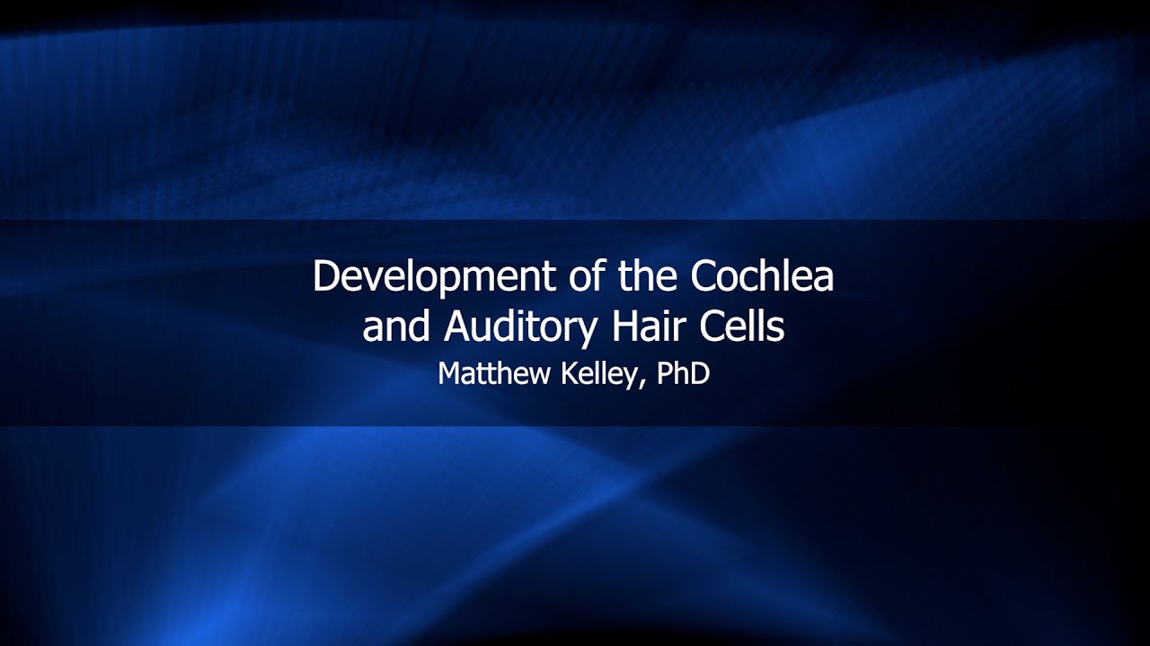 Development of the Cochlea and Auditory Hair Cells | Mathew Kelley, PhD ...
