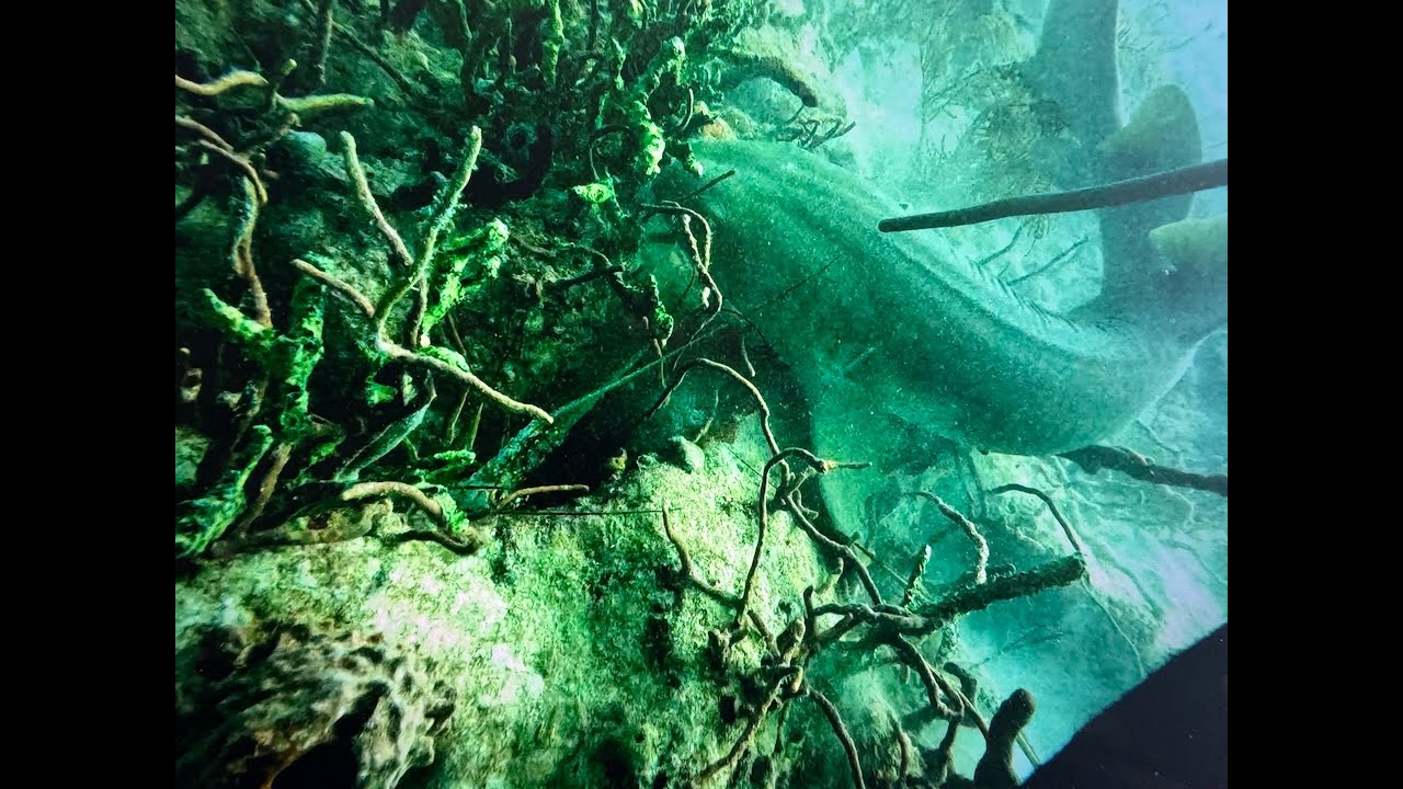 Shark attacks lobster then commercial diver attacks shark.Extreme ...