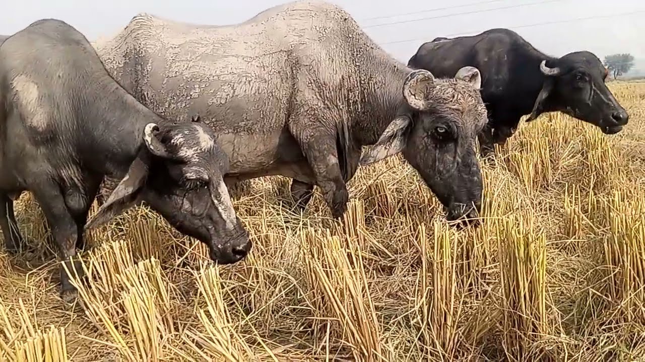 crazy buffalo - YouTube