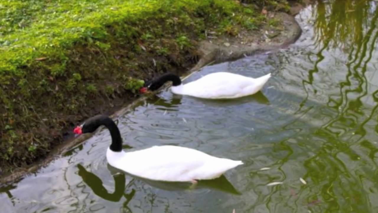 Canon EOS 500D sample photos - YouTube