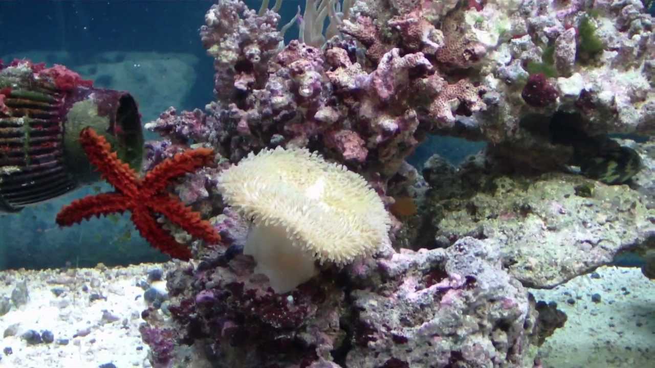 red thorny starfish - YouTube