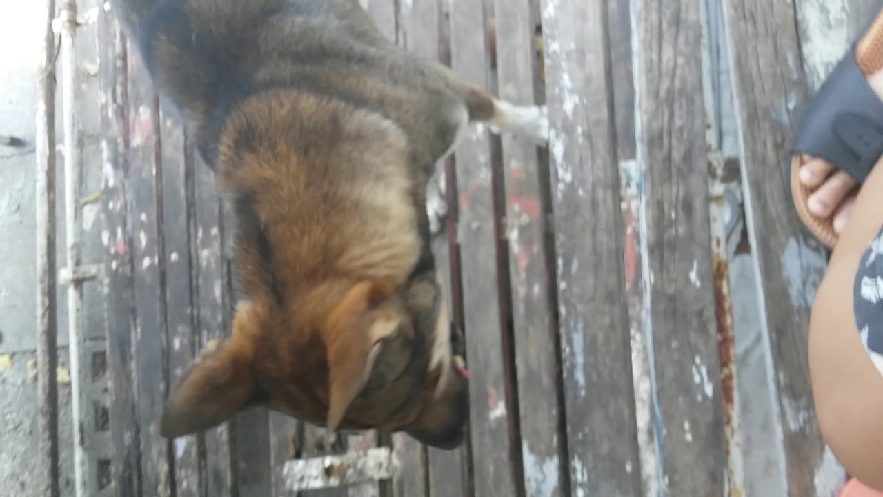 Dog Is Attacking Me Always YouTube dog-is-attacking-me-always-youtube