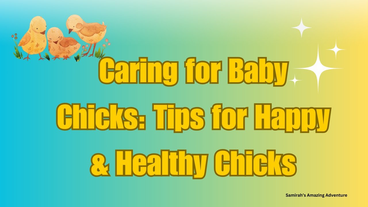 Caring for Baby Chicks: Tips for Happy and Healthy Chicks - YouTube