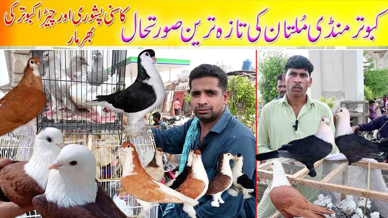 Kabutar Mandi Multan | Pigeon Market Multan | Kabootar Mandi Multan ...