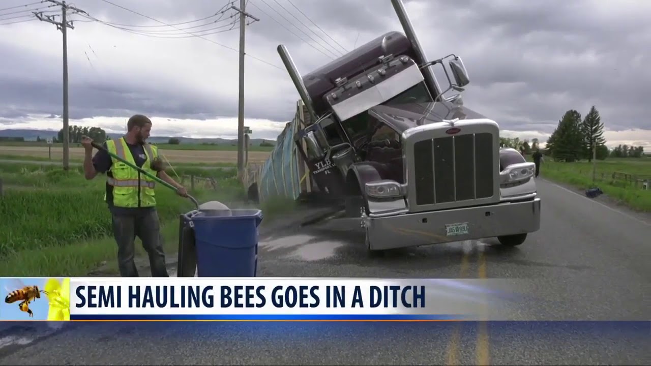 Semi hauling millions of bees crash near Bozeman - YouTube