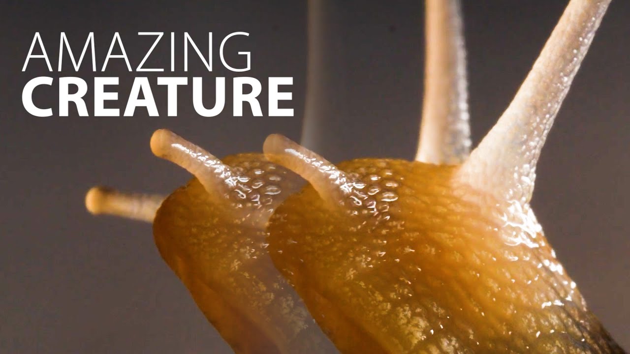 Amazing creature in macro - YouTube