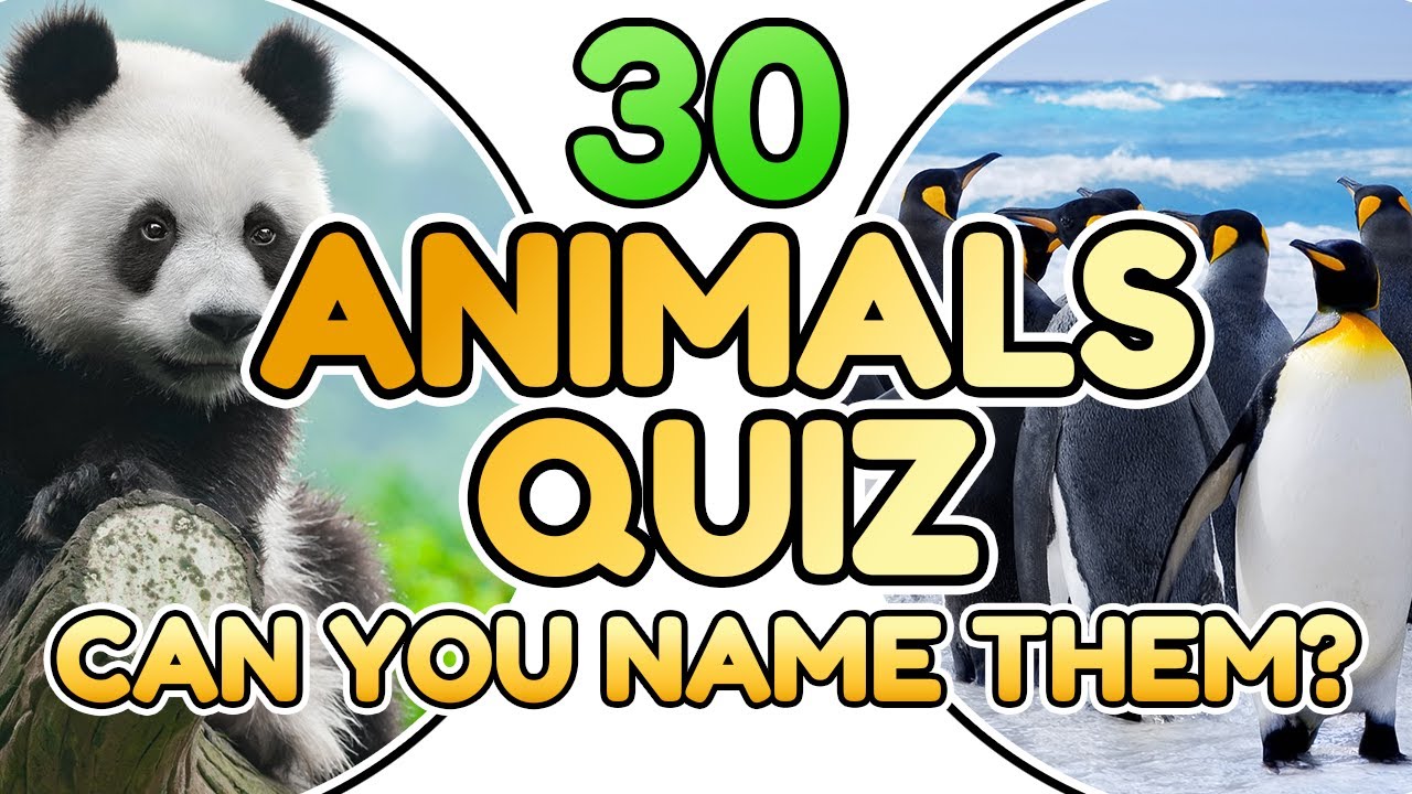 Name the Animals QUIZ - Can you name these Animals? - YouTube