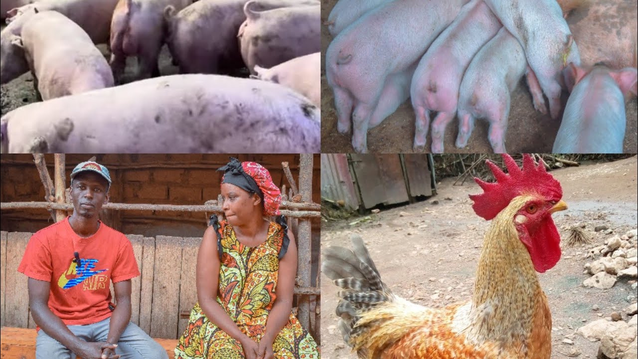 ICYANGA CYO KU IFISHI EP34:UBWOROZI BW'INGURUBE||BAFITE ARENGA MILLION ...