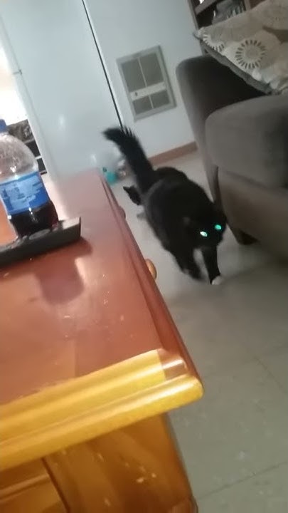 Cat on catnip - YouTube