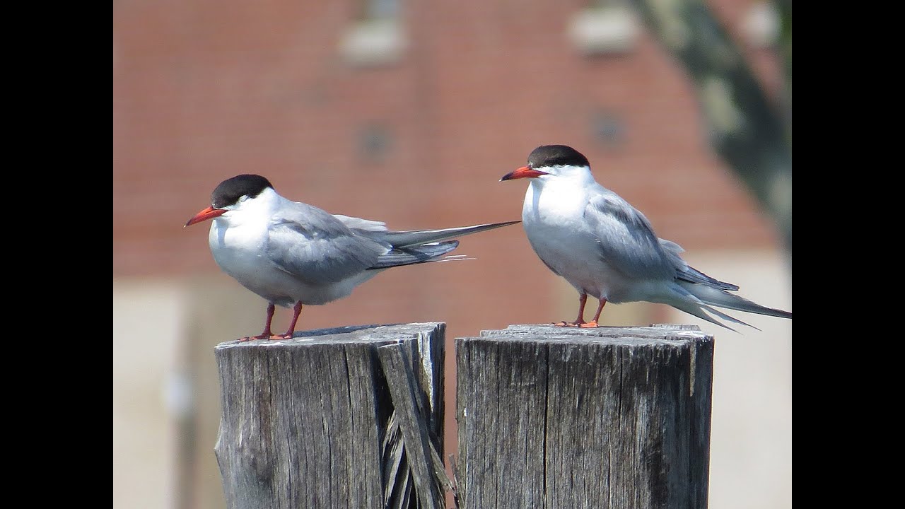 Filming the Feathers: Common Terns - YouTube