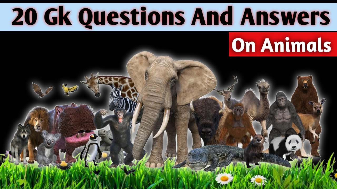 20 Gk Questions And Answers On Animals | Gk Questions in English - YouTube