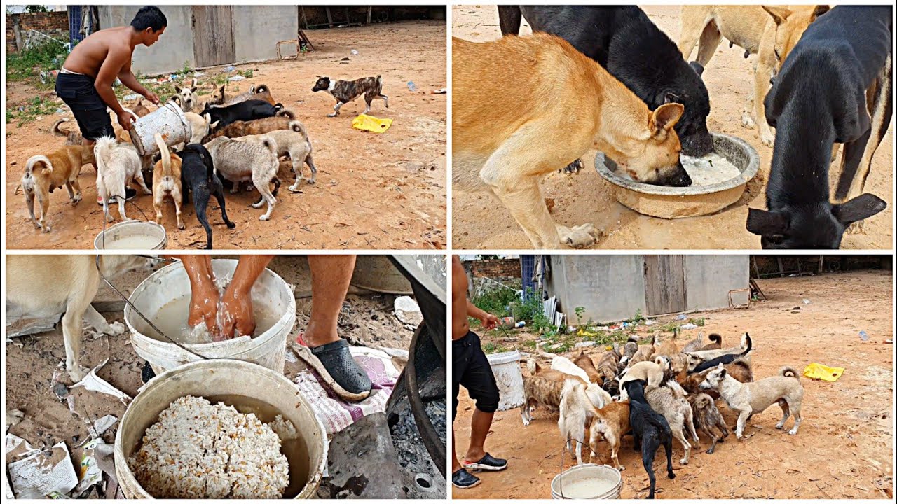 Cooking Food For Family Poor Dogs - YouTube
