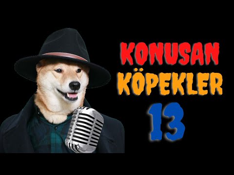 Konuşan Köpekler 13 | En Komik Dublaj Köpek Videoları | Dublaj Kedi