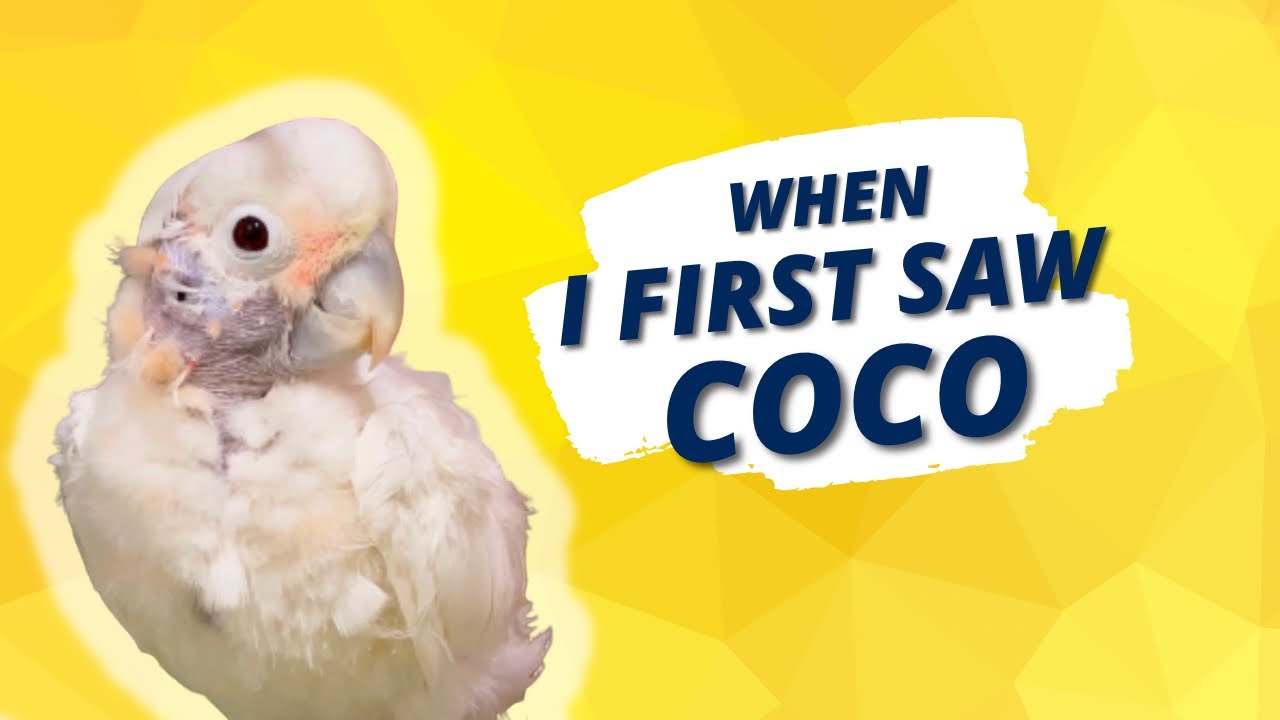 Spotting Rescue Cockatoo Coco in a Scary Refuge: When I First Saw Her ️ ...