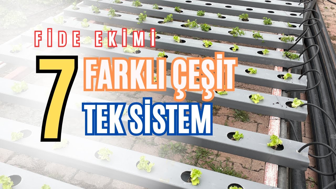 Açık Alanda Topraksız Tarım 7 Farklı Çeşit Fide Ekimi Çılgın Topraksız ...