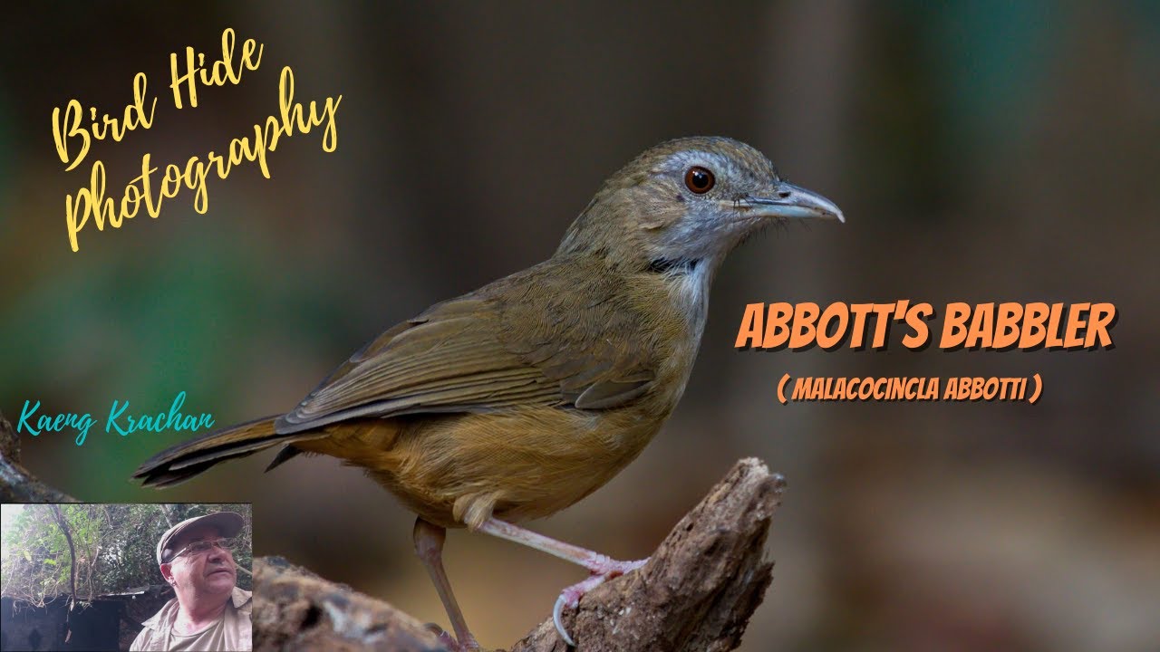 Abbott's Babbler (Malacocincla abbotti) - a Birding Adventure in ...