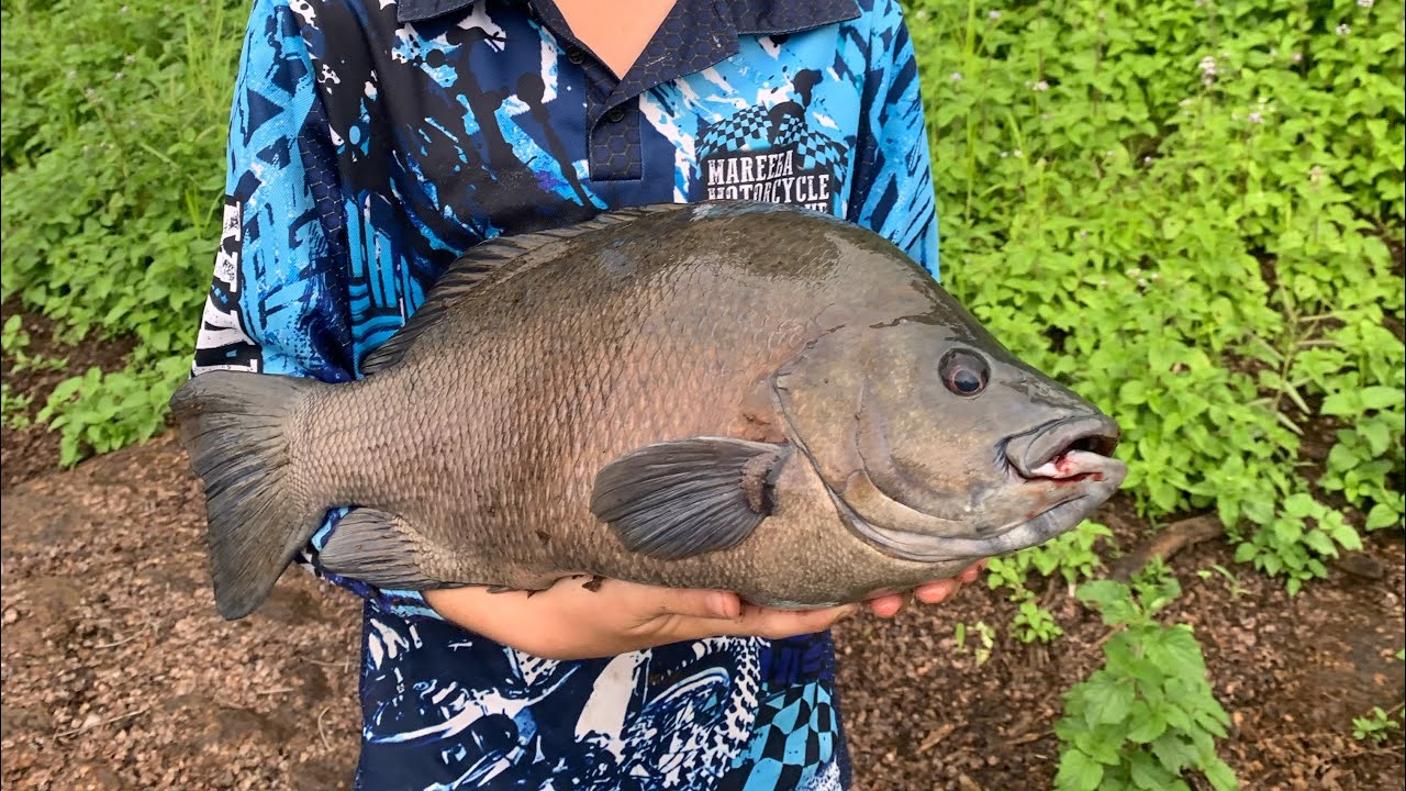 Catching monster sooty grunter with my mate dean - YouTube