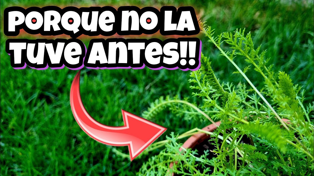 Casi TODOS CREEN que solo es una MARCA, Pero TAMBIÉN es una fascinante ...