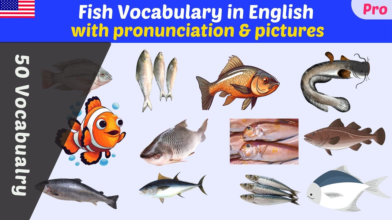 Fish Vocabulary in English | Fishes name - YouTube