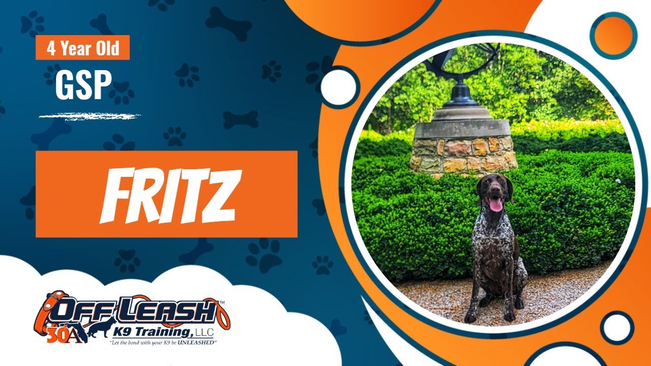 Fritz | German Short Haired Pointer | GSP | Nervous | Best Dog Trainers ...