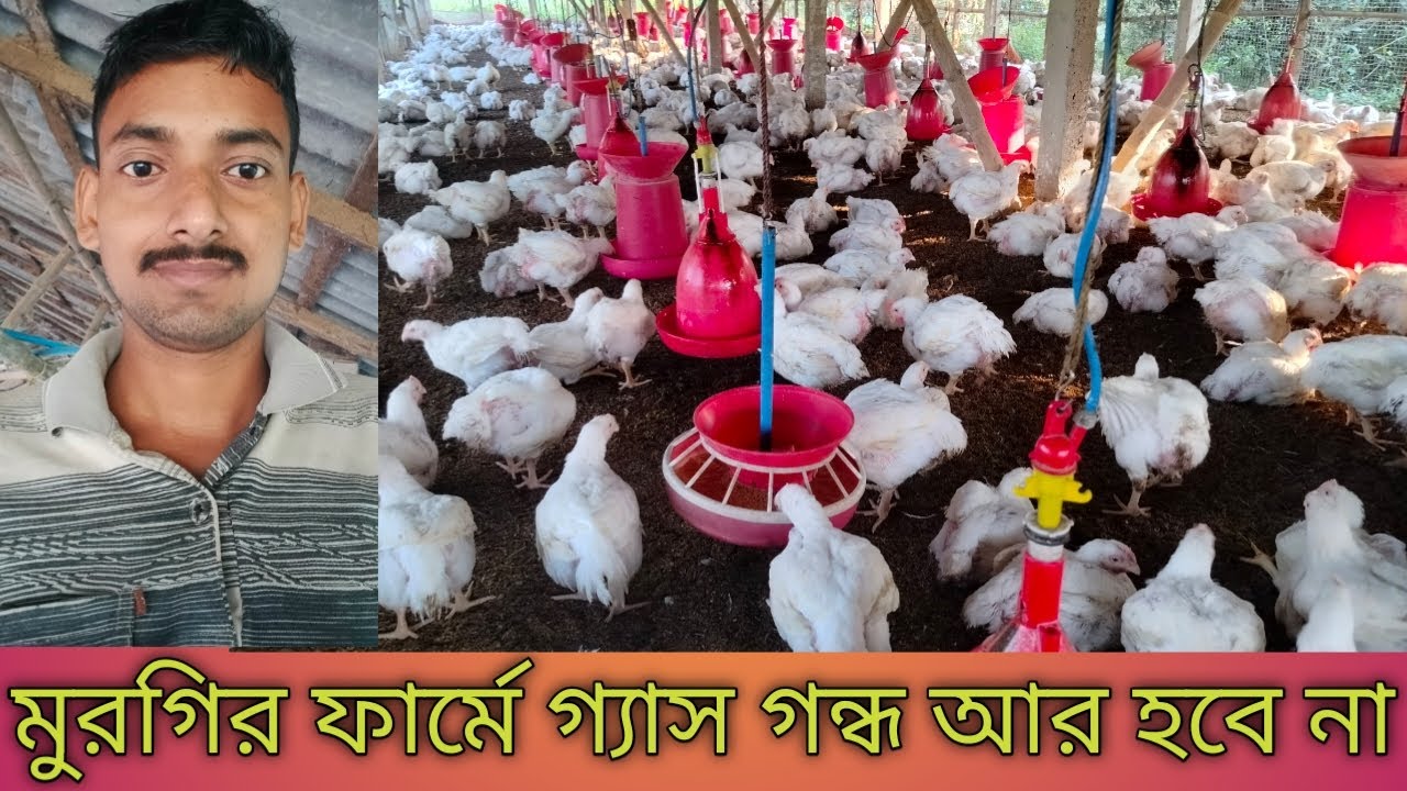 মুরগির ফার্মে গ্যাস গন্ধ আর হবে না/ murgi farm/ Poultry farm/ chicken ...