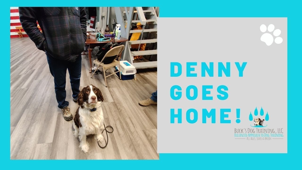 Denny the Springer Spaniel's Final Day of Board n Train | We will miss ...